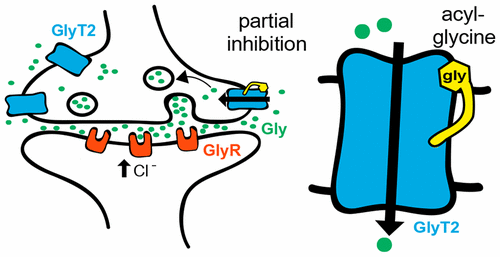 新型GlyT2酰基-甘氨酸抑制剂的合成与表征,ACS Chemical Neuroscience - X-MOL