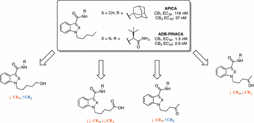 合成大麻素APICA，STS-135，ADB-PINACA和5F-ADB-PINACA的代谢产物的合成和药理分析,ACS Chemical ...