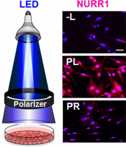 用于干细胞产生NURR1的手性光调制,ACS Chemical Neuroscience - X-MOL