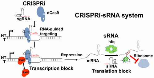 CRISPRi–sRNA: Transcriptional–Translational Regulation of Extracellular ...