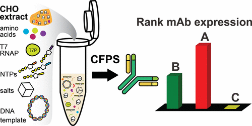 Development of a CHO-Based Cell-Free Platform for Synthesis of Active ...