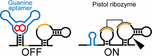 Deep Sequencing Analysis of Aptazyme Variants Based on a Pistol ...