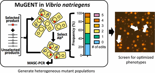 Multiplex Genome Editing by Natural Transformation (MuGENT) for ...