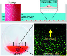 多孔PDMS结构，用于将水溶液存储和释放到流体环境中,Lab on a Chip - X-MOL