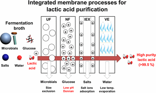 Separation and Purification of Lactic Acid from Fermentation Broth ...