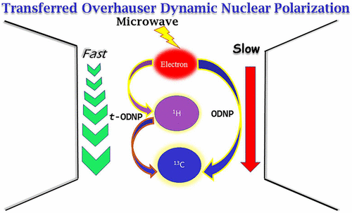 Transferred Overhauser DNP: A Fast, Efficient Approach for Room ...
