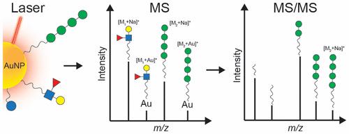 Structural Characterization of Biofunctionalized Gold Nanoparticles by ...