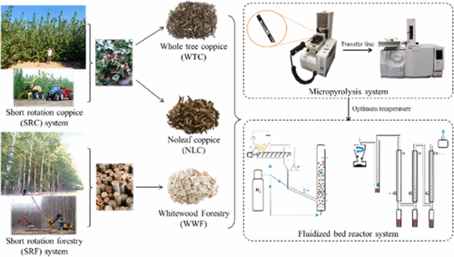 Fast Pyrolysis of Short Rotation Coppice Poplar: An Investigation in ...