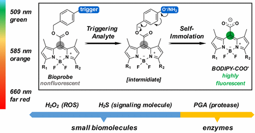 A General Strategy Toward Highly Fluorogenic Bioprobes Emitting across ...