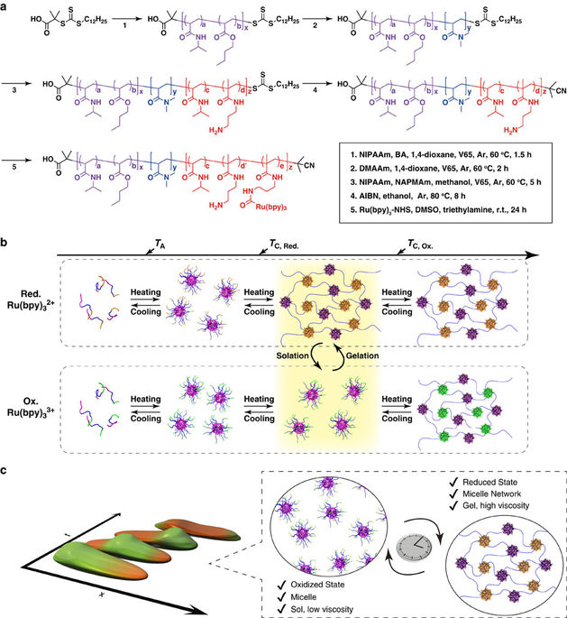 Amoeba-like self-oscillating polymeric fluids with autonomous sol-gel ...
