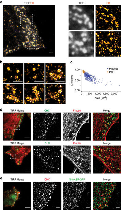 Flat clathrin lattices are dynamic actin-controlled hubs for clathrin ...