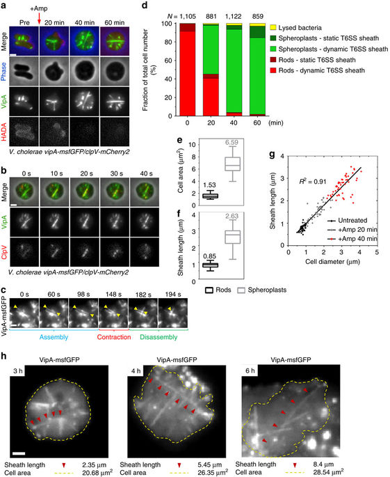 VI型分泌系统护套在膜锚的远端组装。,Nature Communications - X-MOL