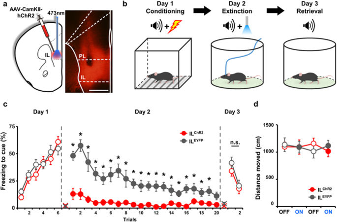 Freezing response-independent facilitation of fear extinction memory in ...