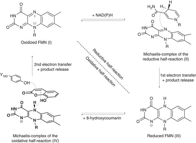 Redox-dependent substrate-cofactor interactions in the Michaelis ...