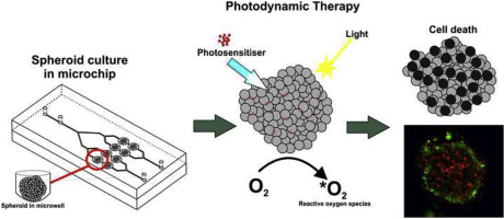3D lung spheroid cultures for evaluation of photodynamic therapy (PDT ...