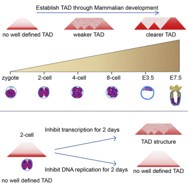 3D Chromatin Structures of Mature Gametes and Structural Reprogramming ...