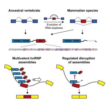 Regulatory Expansion in Mammals of Multivalent hnRNP Assemblies that ...