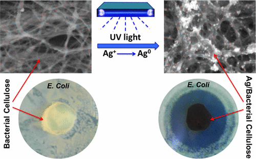 Silver-Functionalized Bacterial Cellulose as Antibacterial Membrane for ...