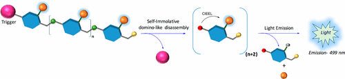 Self-Immolative Chemiluminescence Polymers: Innate Assimilation of ...
