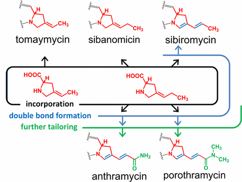 Diversity of Alkylproline Moieties in Pyrrolobenzodiazepines Arises ...