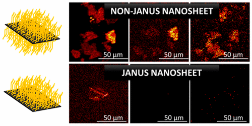 Distinct Chemical and Physical Properties of Janus Nanosheets,ACS Nano ...