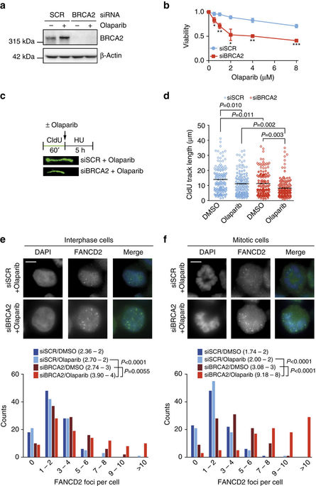 Progression through mitosis promotes PARP inhibitor-induced ...