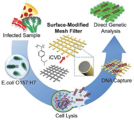 Surface‐Modified Mesh Filter for Direct Nucleic Acid Extraction and its ...