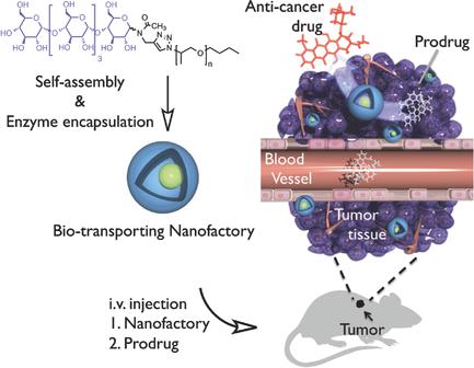 Biotransporting Self‐Assembled Nanofactories Using Polymer Vesicles ...