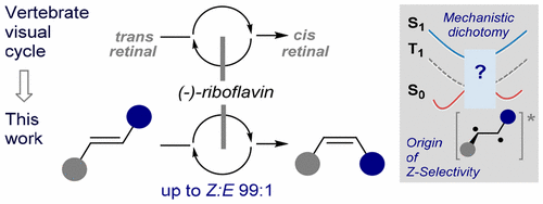 Photocatalytic E → Z Isomerization of Polarized Alkenes Inspired by the ...