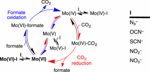 Oxidation-State-Dependent Binding Properties of the Active Site in a Mo ...