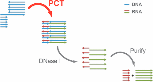 Polymerase Chain Transcription: Exponential Synthesis of RNA and ...