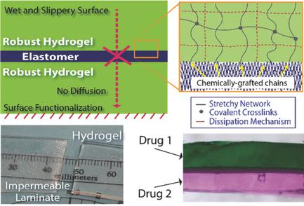 Impermeable Robust Hydrogels via Hybrid Lamination,Advanced Healthcare ...