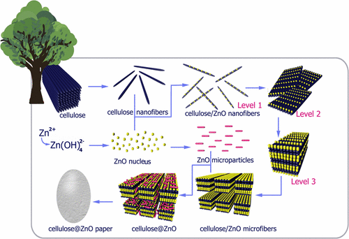 Self-Assembly of Hierarchically Structured Cellulose@ZnO Composite in ...