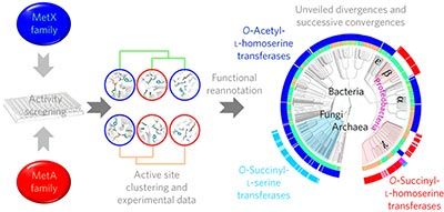 Parallel evolution of non-homologous isofunctional enzymes in ...