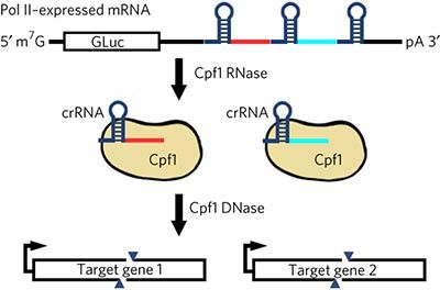 Cpf1 proteins excise CRISPR RNAs from mRNA transcripts in mammalian cells,Nature Chemical ...
