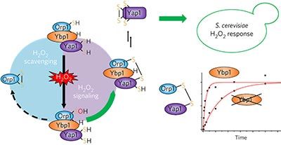 A scaffold protein that chaperones a cysteine-sulfenic acid in H2O2 ...