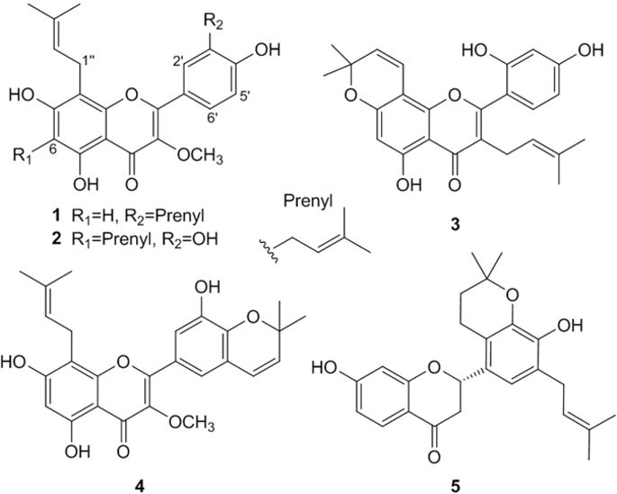 一种新的异戊二烯黄酮通过人肝细胞癌细胞中的p38 / JNK MAPK途径诱导G0 / G1阻滞和凋亡。,Scientific Reports ...