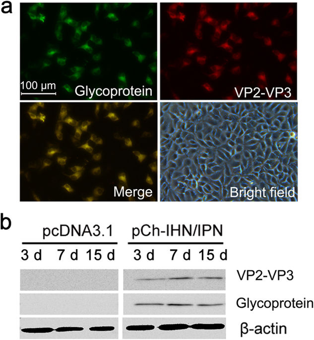 Bivalent DNA vaccine induces significant immune responses against ...