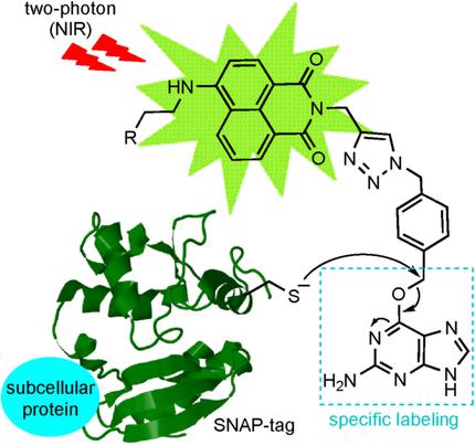 SNAP-Tag-Based Subcellular Protein Labeling and Fluorescent Imaging ...