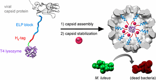 Stabilization of a Virus-Like Particle and Its Application as a ...