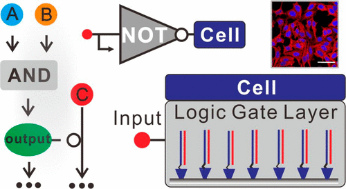 Programming Cell Adhesion for On-Chip Sequential Boolean Logic Functions,Journal of the American ...