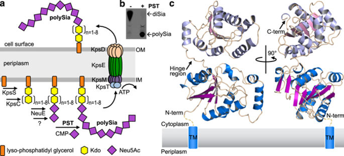 X-ray crystallographic structure of a bacterial polysialyltransferase provides insight into the ...