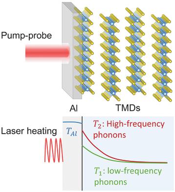 Probing Anisotropic Thermal Conductivity of Transition Metal ...