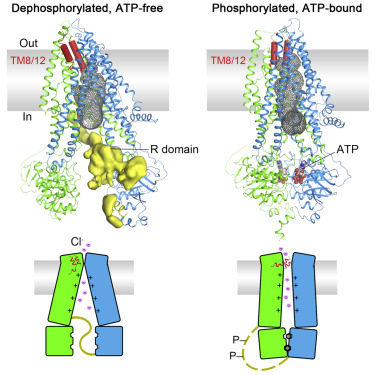 磷酸化和ATP结合后CFTR的构象变化。,Cell - X-MOL