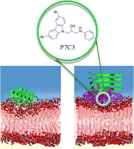 P7C3系列神经保护小分子如何防止膜破坏？,Journal of Chemical Information and Modeling - X-MOL
