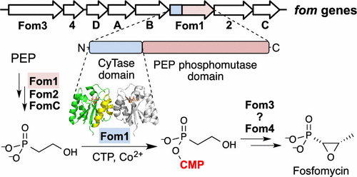 Fosfomycin Biosynthesis via Transient Cytidylylation of 2 ...