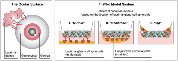 An In Vitro Model for the Ocular Surface and Tear Film System ...