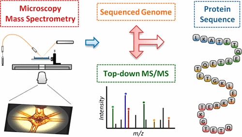 自上而下的大气电离质谱显微镜结合蛋白质组学,Analytical Chemistry - X-MOL
