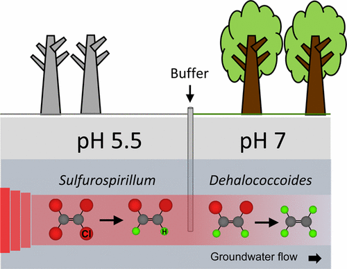 Organohalide Respiration with Chlorinated Ethenes under Low pH ...