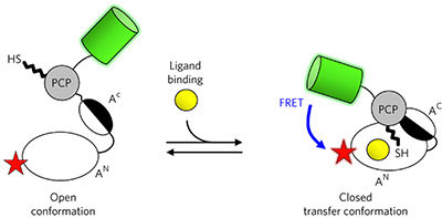 FRET monitoring of a nonribosomal peptide synthetase,Nature Chemical Biology - X-MOL